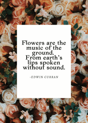 50 Beautiful Quotes On The Natural Beauty Of Flowers - Morning Lazziness